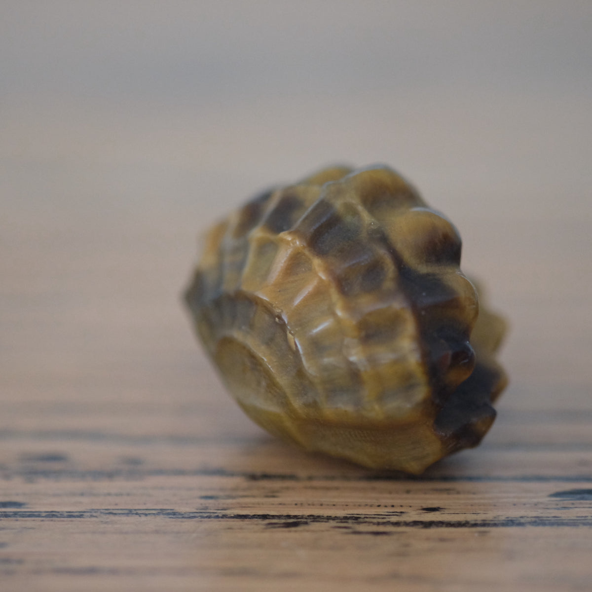 Tigers Eye Clam Shell – Words of Wisdom